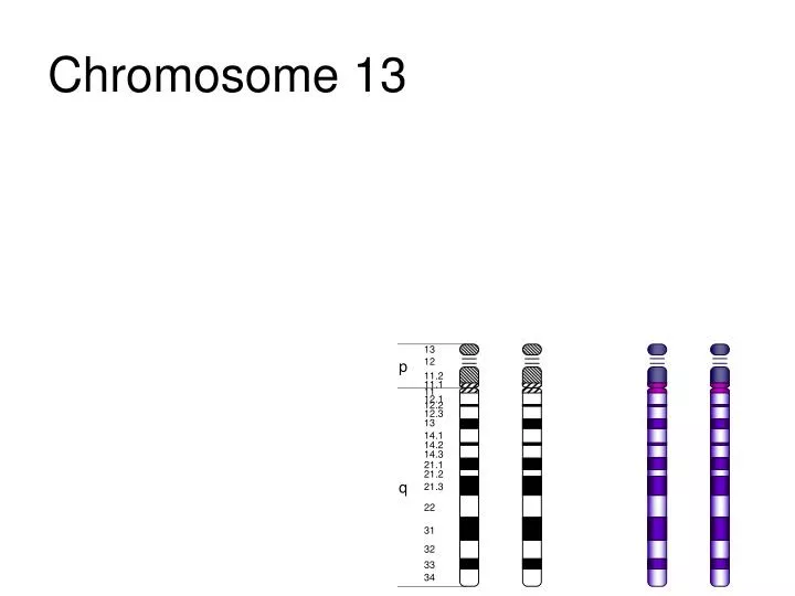 PPT - Chromosome 13 PowerPoint Presentation, free download - ID:6306658