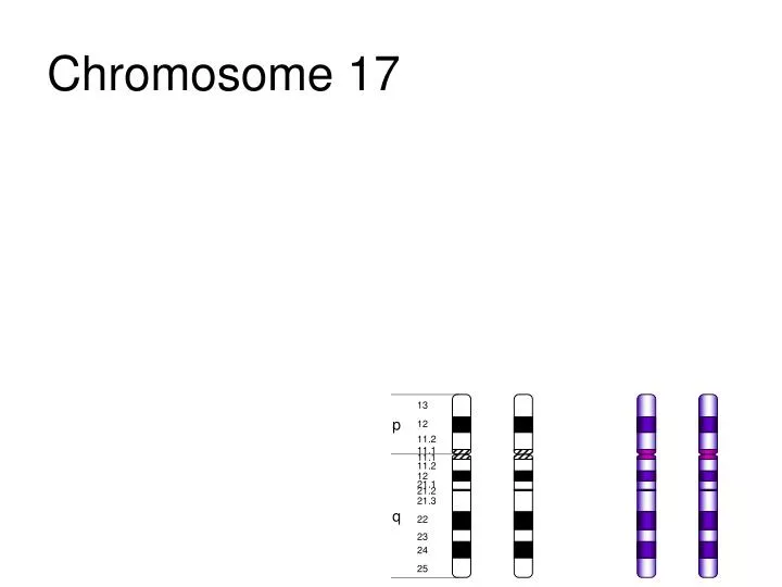 PPT - Chromosome 17 PowerPoint Presentation, free download - ID:6306816