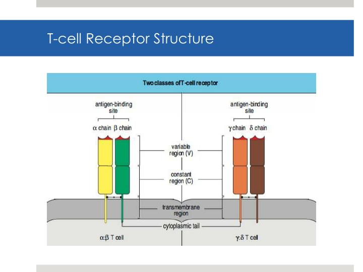 PPT - T-cell Receptors and their importance in Organ Transplant and HIV ...