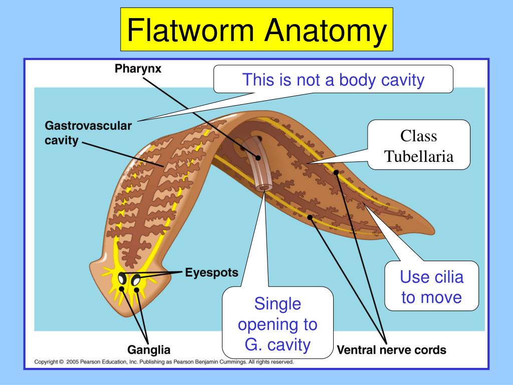 Ppt Invertebrates Powerpoint Presentation Free Download Id6307349