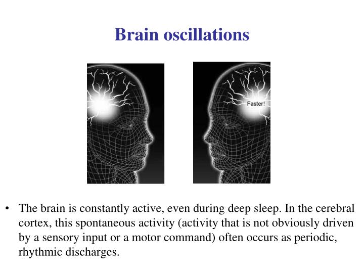 PPT - Slow oscillation, Fast oscillation, and its interactions ...