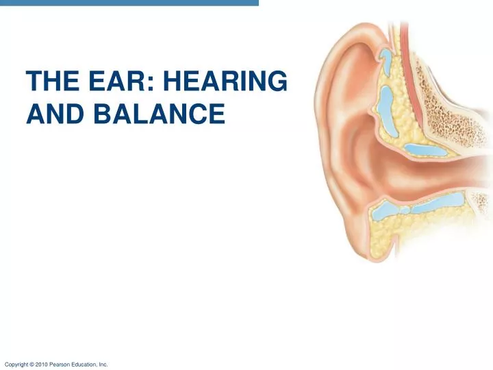 PPT - THE EAR: HEARING AND BALANCE PowerPoint Presentation, free ...