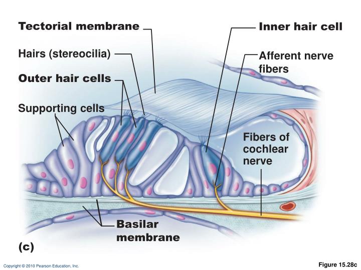 PPT - THE EAR: HEARING AND BALANCE PowerPoint Presentation - ID:6307742