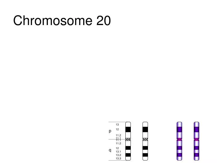 PPT - Chromosome 20 PowerPoint Presentation, free download - ID:6307766