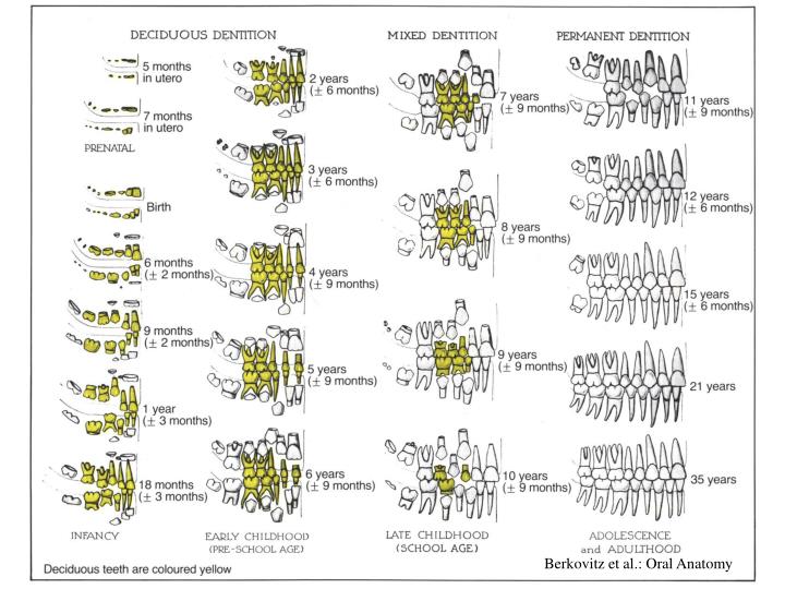 PPT - Odontogenesis PowerPoint Presentation - ID:6308293