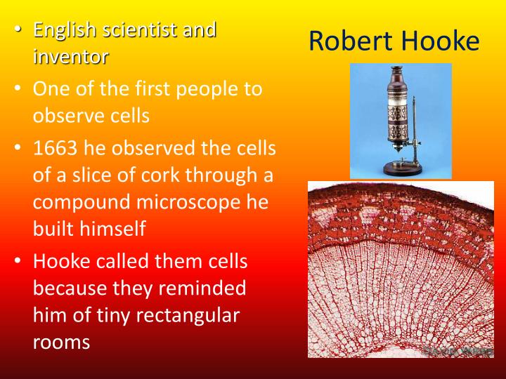 PPT - Discovering Cells Pages 50-57 PowerPoint Presentation - ID:6308338