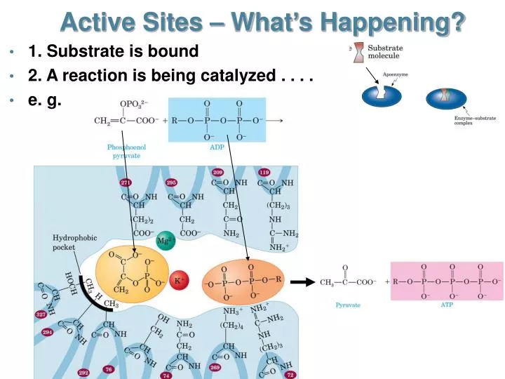 PPT - Active Sites – What’s Happening? PowerPoint Presentation, free ...