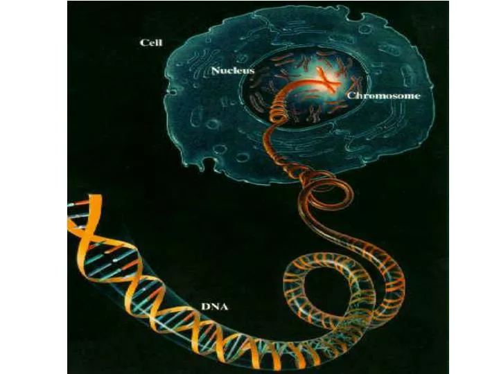 PPT - DNA is a polymer made of repeating subunits called nucleotides ...