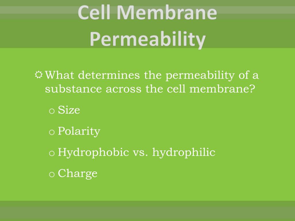 PPT - Homeostasis and Cell Transport PowerPoint Presentation, free ...