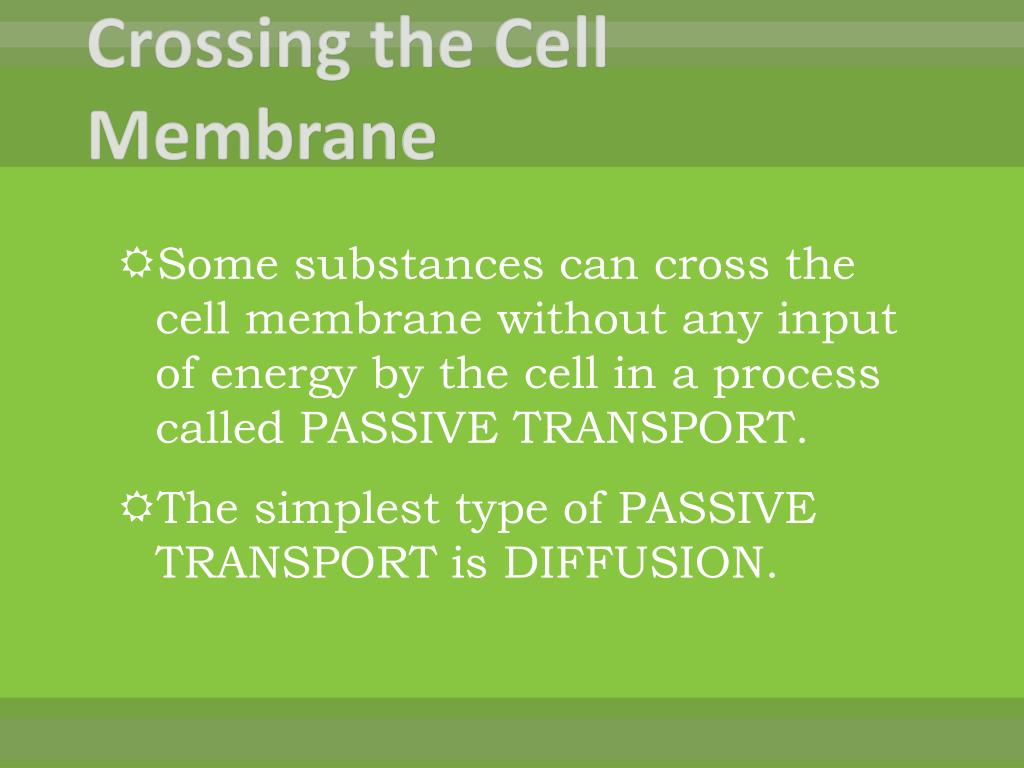 PPT - Homeostasis and Cell Transport PowerPoint Presentation, free ...
