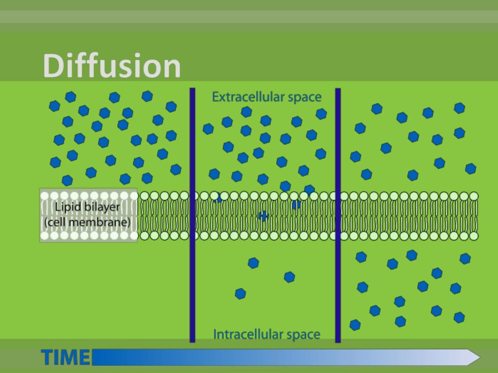 PPT - Homeostasis and Cell Transport PowerPoint Presentation, free ...
