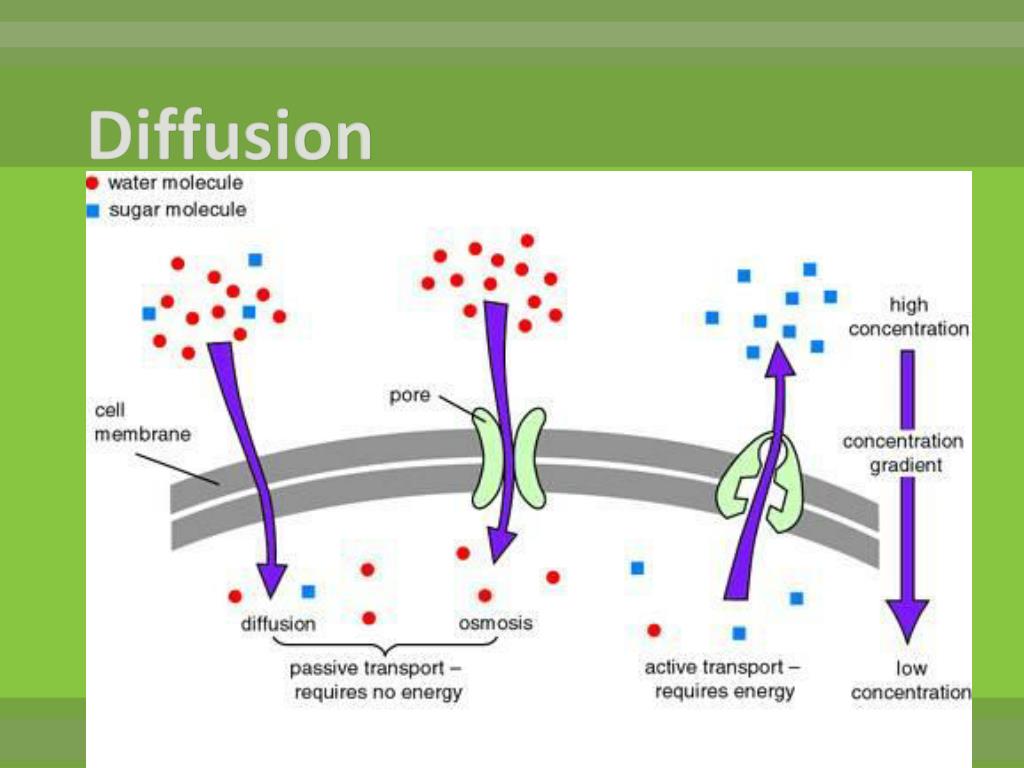 PPT - Homeostasis and Cell Transport PowerPoint Presentation, free ...