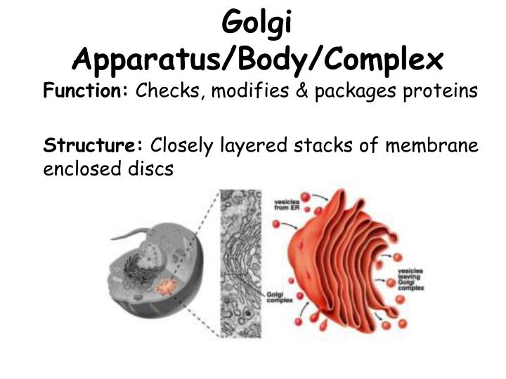 Golgi Body Structure And Functions Biology Educare