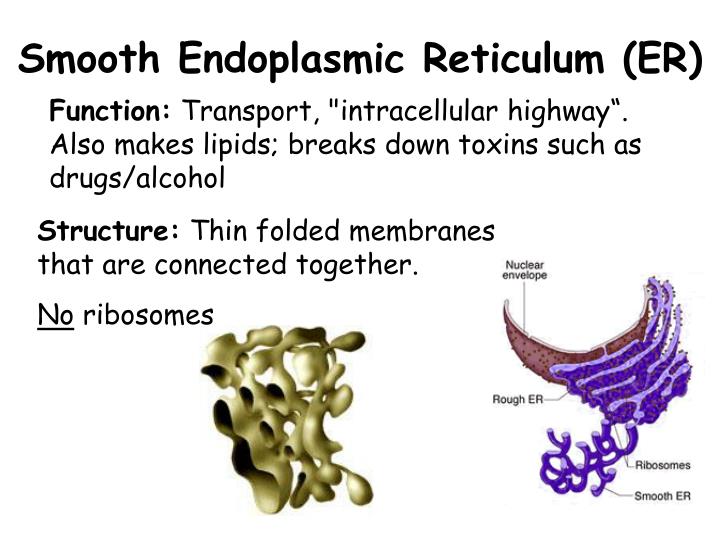 Endoplasmic Reticulum Structure And Function Alevel