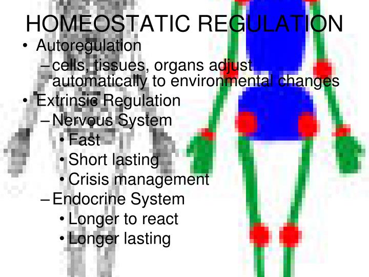 PPT - ANATOMY & PHYSIOLOGY 241 PowerPoint Presentation - ID:6311734
