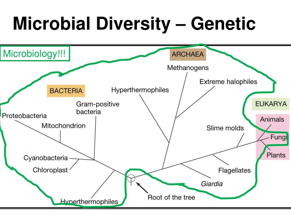 PPT - Microbial Diversity PowerPoint Presentation, free download - ID ... PPT - Microbial Diversity PowerPoint Presentation, free download - ID ...
