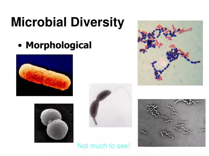 2 The Three Major Components Of The Microbial Diversity