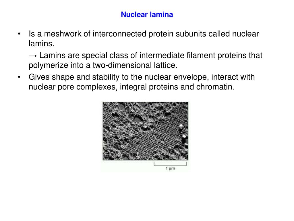PPT - MB 207 – Molecular Cell Biology PowerPoint Presentation, free ...