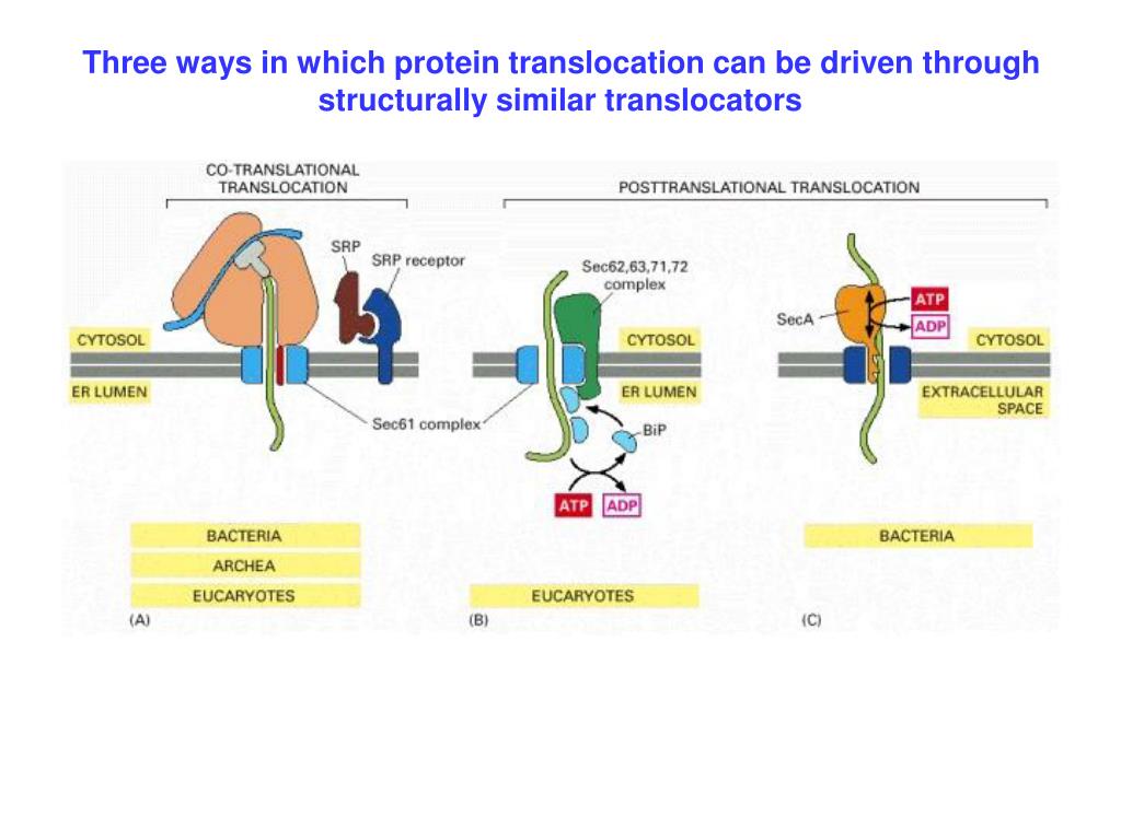 PPT - MB 207 – Molecular Cell Biology PowerPoint Presentation, free ...