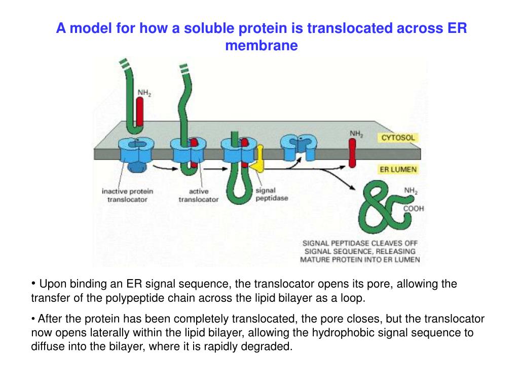PPT - MB 207 – Molecular Cell Biology PowerPoint Presentation, free ...