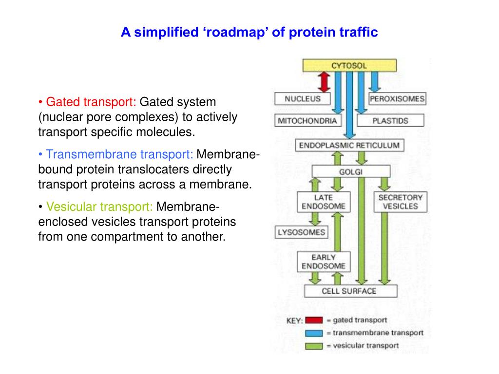 PPT - MB 207 – Molecular Cell Biology PowerPoint Presentation, free ...