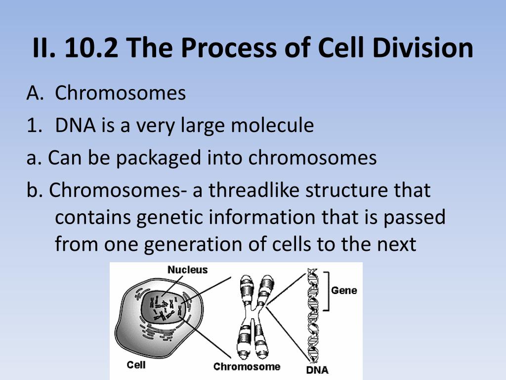 Ppt Chapter 10 Cell Growth And Division Pages 232 251 Powerpoint