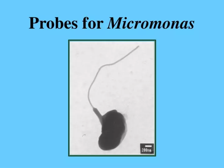 PPT - Probes for Micromonas PowerPoint Presentation, free download - ID ...