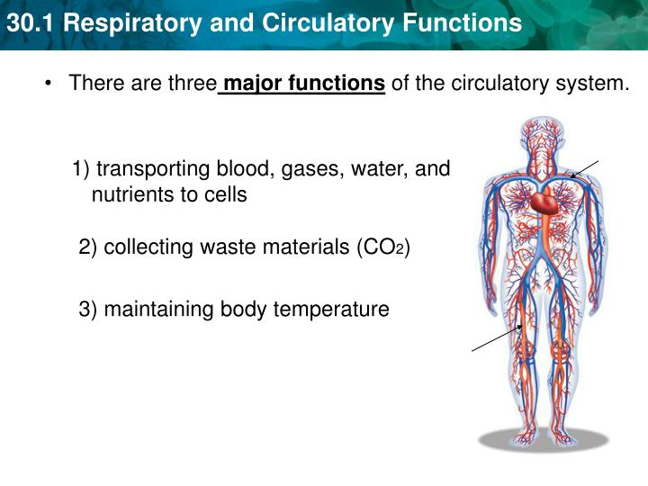 PPT - Set up Cornell Notes on pg. 73 Topic: 30.1 Circulatory Functions ...