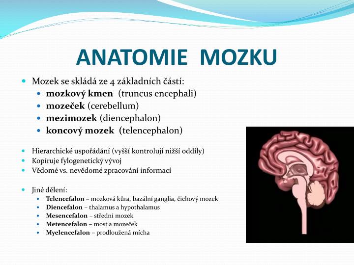 PPT - Struktura přednášky PowerPoint Presentation - ID:6317227