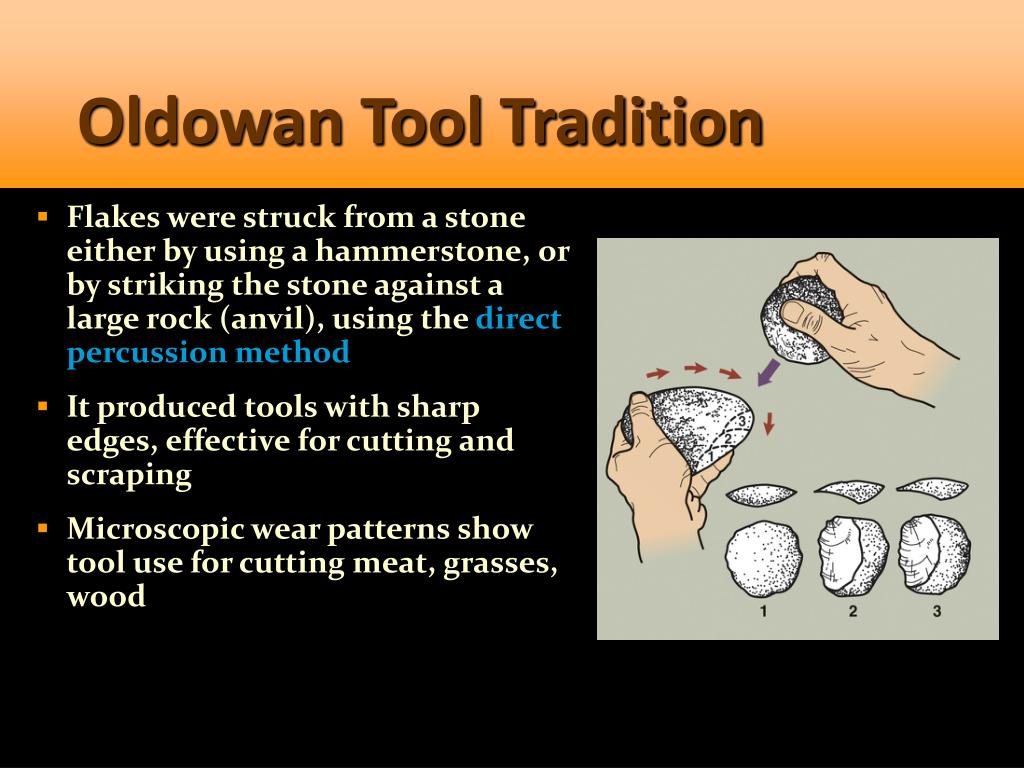 PPT - Human Evolution and PREHISTORY PowerPoint Presentation, free ...