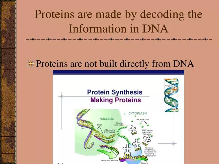 PPT - Proteins are made by decoding the Information in DNA PowerPoint ...