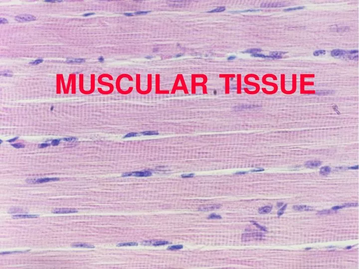 PPT - MUSCULAR TISSUE PowerPoint Presentation, free download - ID:6326346