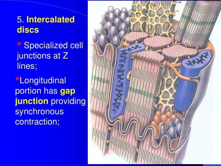 PPT - MUSCULAR TISSUE PowerPoint Presentation - ID:6326346