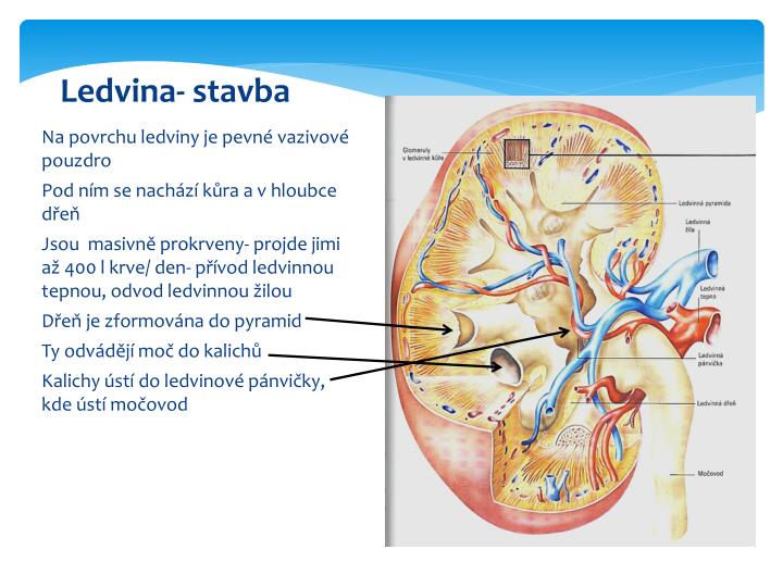 PPT - Vylučovací soustava PowerPoint Presentation - ID:6330904