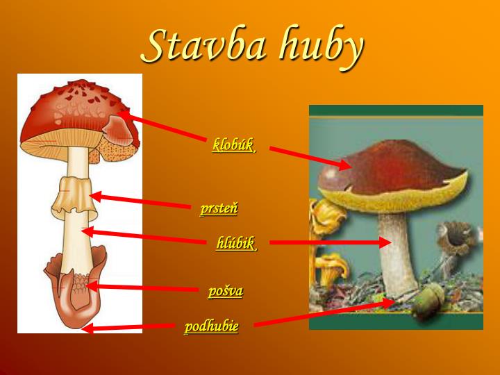 PPT - Janko na výlete v lese PowerPoint Presentation - ID:6331812