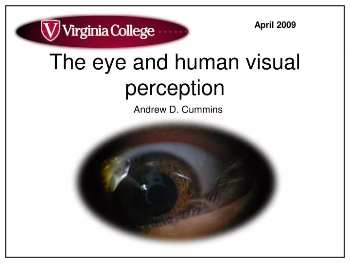 PPT - The eye and human visual perception PowerPoint Presentation, free ...
