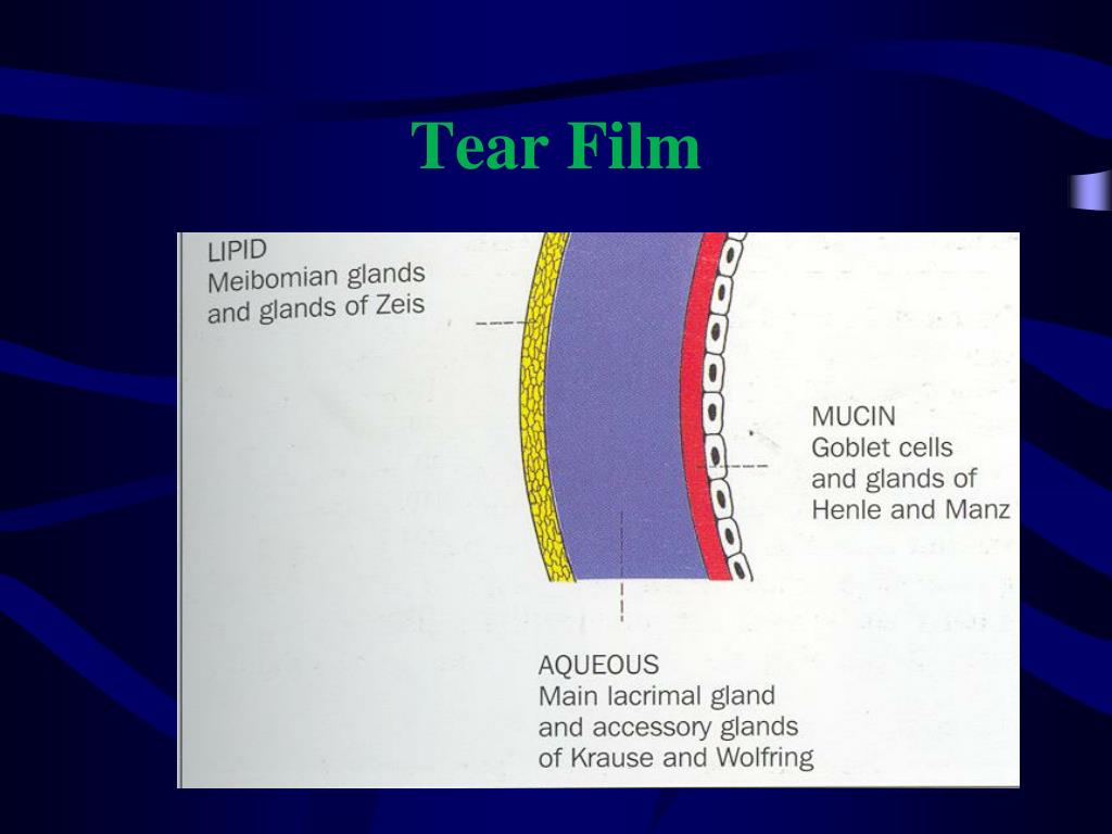 PPT - CONJUNCTIVAL DEGENARATIONS AND DRY EYES PowerPoint Presentation ...