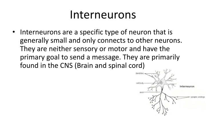 PPT - Neuron’s and The Nervous System PowerPoint Presentation - ID:6333297
