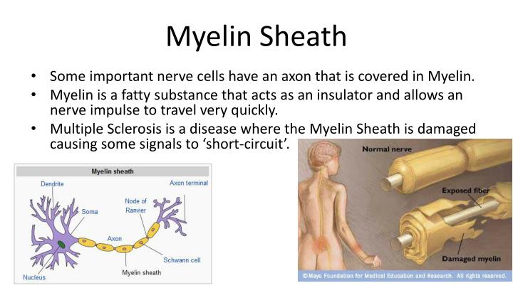 PPT - Neuron’s and The Nervous System PowerPoint Presentation - ID:6333297