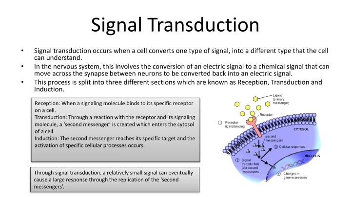 PPT - Neuron’s and The Nervous System PowerPoint Presentation - ID:6333297