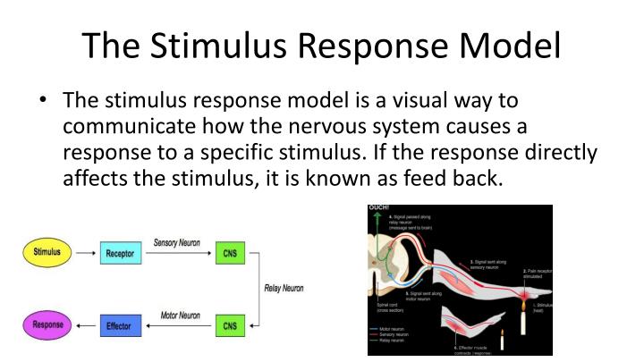 PPT - Neuron’s and The Nervous System PowerPoint Presentation - ID:6333297