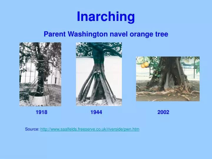 PPT - Inarching Parent Washington navel orange tree PowerPoint ...