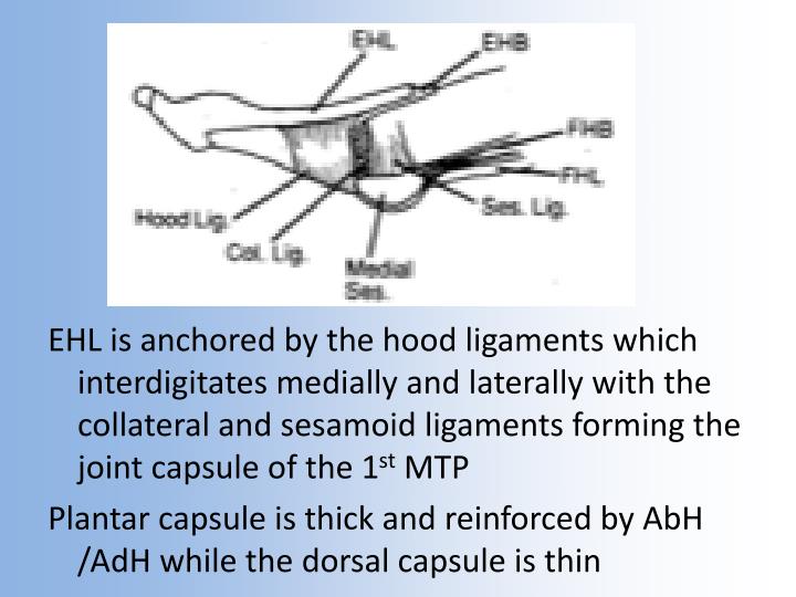 PPT - Hallux Valgus; the wrath of fancy shoes PowerPoint Presentation ...
