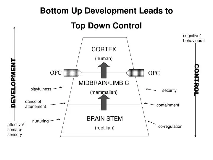 PPT - Bottom Up Development Leads to Top Down Control PowerPoint ...