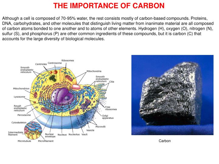 PPT - CHAPTER 4 CARBON AND THE MOLECULAR DIVERSITY OF LIFE PowerPoint ...