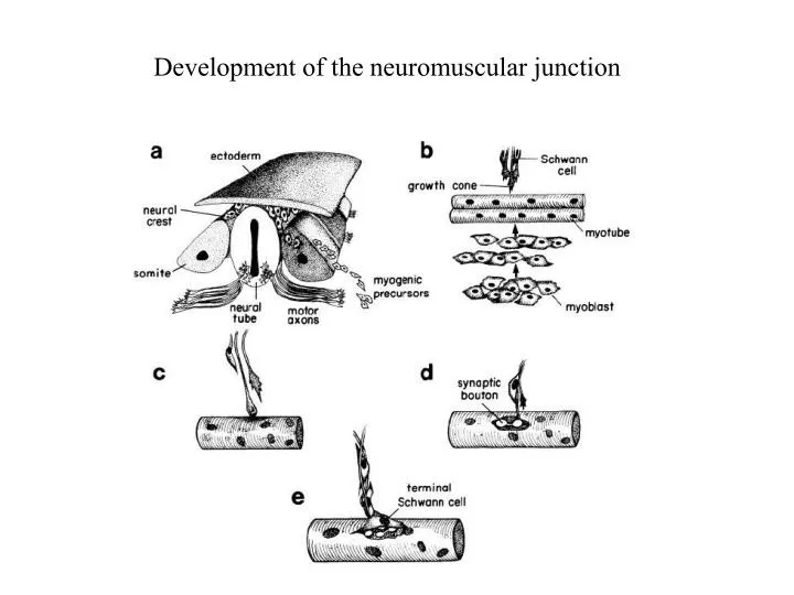 PPT - Development of the neuromuscular junction PowerPoint Presentation ...