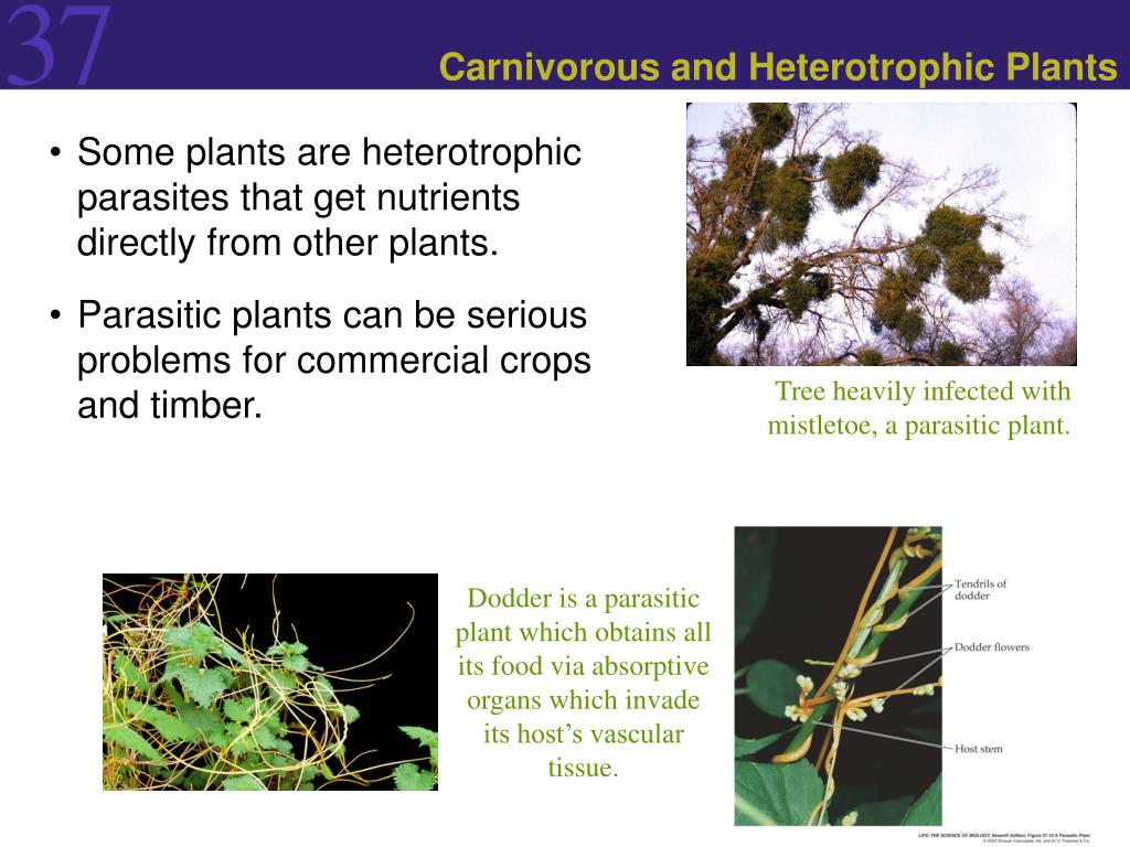 PPT - Plant Nutrition PowerPoint Presentation, free download - ID:6337079