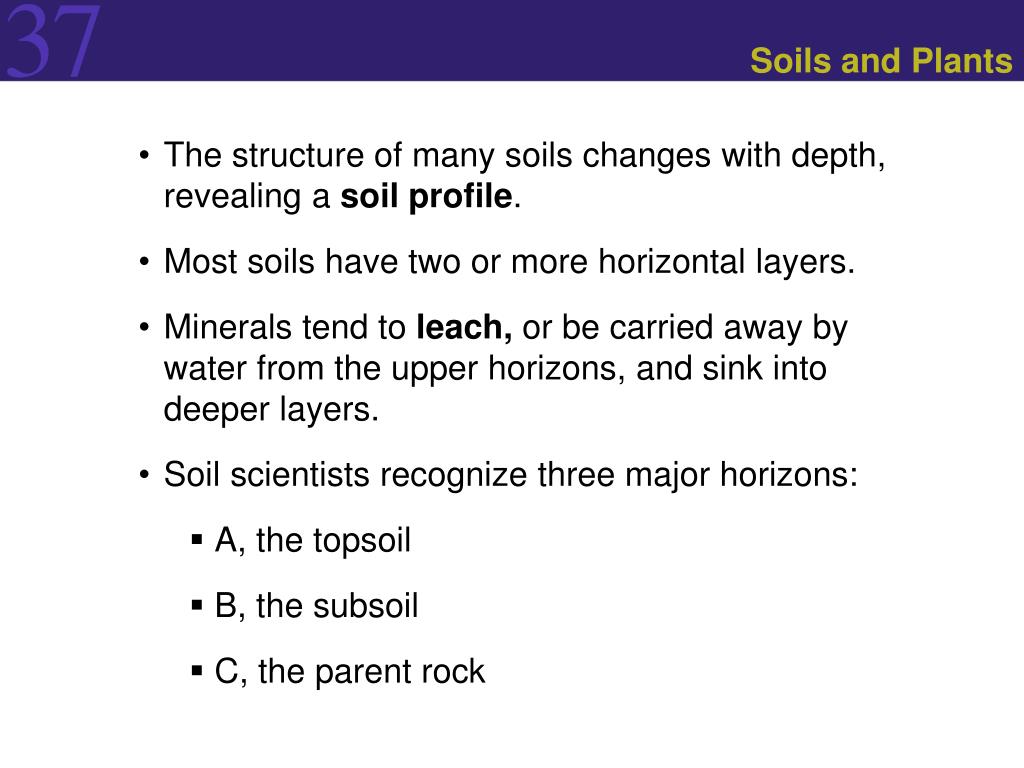 PPT - Plant Nutrition PowerPoint Presentation, free download - ID:6337079