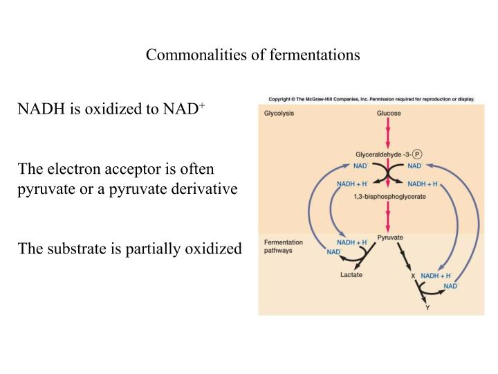 PPT - Fermentations PowerPoint Presentation - ID:6338520