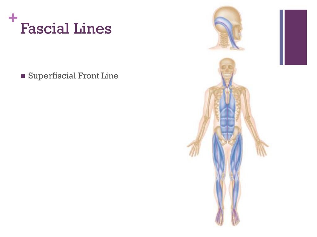 PPT - Beyond Pigeon Pose:Yoga for the Hip-Flexed Athlete PowerPoint ...
